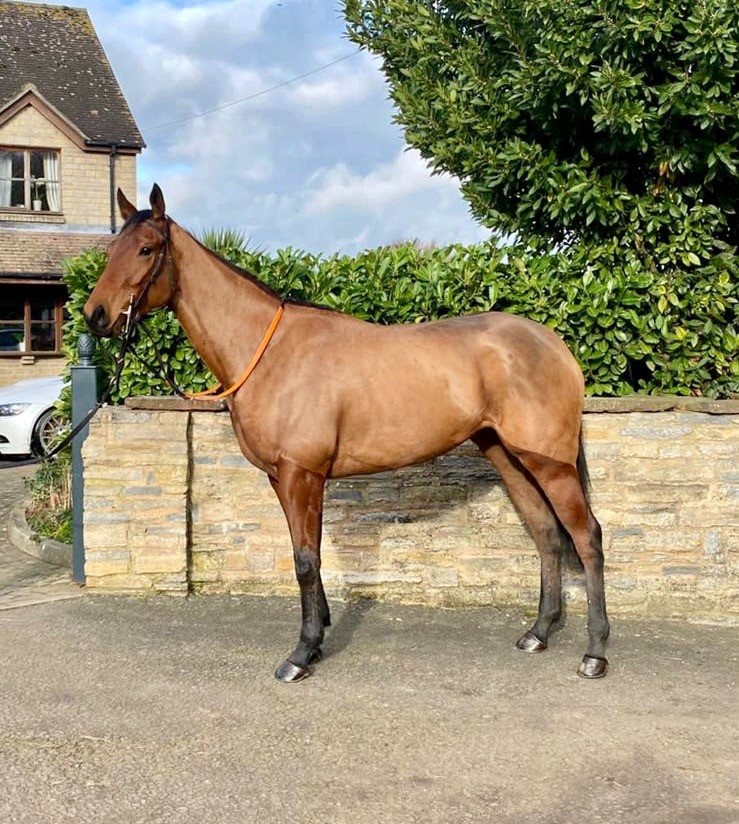 Adrian Wintle Stable Visit | Midlands Air Ambulance Charity